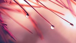 Dew Drops Desktop Theme for Windows 10 / 11