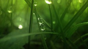 Dew Drops Desktop Theme for Windows 10 / 11