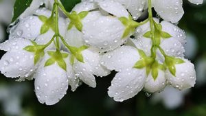 Dew Drops Desktop Theme for Windows 10 / 11