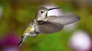 Hummingbirds Desktop Theme for Windows 10 / 11