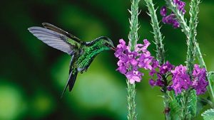 Hummingbirds Desktop Theme for Windows 10 / 11