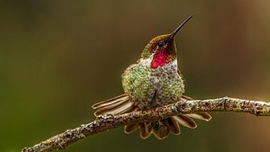 Hummingbirds Desktop Theme for Windows 10 / 11