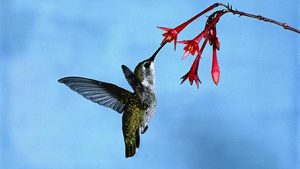 Hummingbirds Desktop Theme for Windows 10 / 11