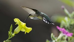 Hummingbirds Desktop Theme for Windows 10 / 11