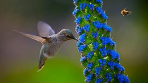 Hummingbirds Desktop Theme for Windows 10 / 11