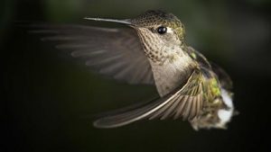 Hummingbirds Desktop Theme for Windows 10 / 11