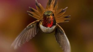 Hummingbirds Desktop Theme for Windows 10 / 11