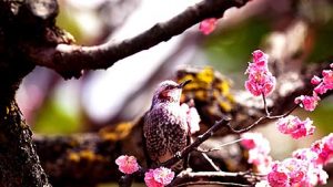 Spring Desktop Theme for Windows 10 / 11