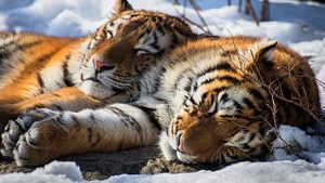 Tiger Desktop Theme for Windows 10 / 11