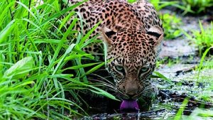 Wild Cats Desktop Theme for Windows 10 / 11