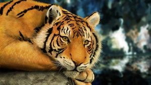 Wild Cats Desktop Theme for Windows 10 / 11