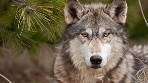 Wolves Desktop Theme for Windows 10 / 11