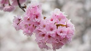 Cherry Blossoms Desktop Theme for Windows 10 / 11