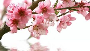 Cherry Blossoms Desktop Theme for Windows 10 / 11