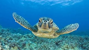Sea Turtles Desktop Theme for Windows 10 / 11