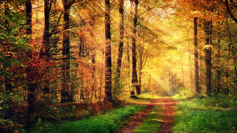 Fall Theme for Windows 10