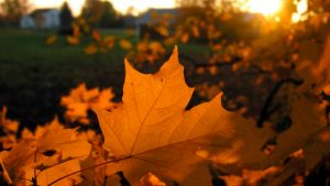 Fall Theme for Windows 10