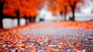 Fall Theme for Windows 10