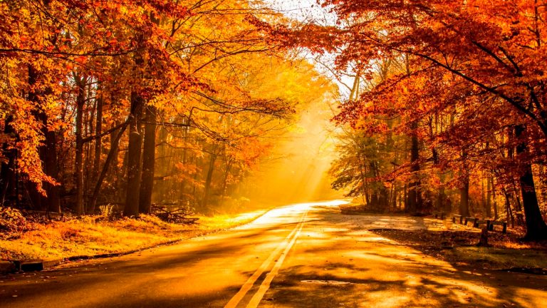 Fall Theme for Windows 10