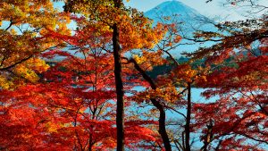 Fall Theme for Windows 10