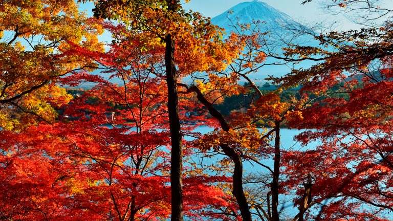 Fall Theme for Windows 10