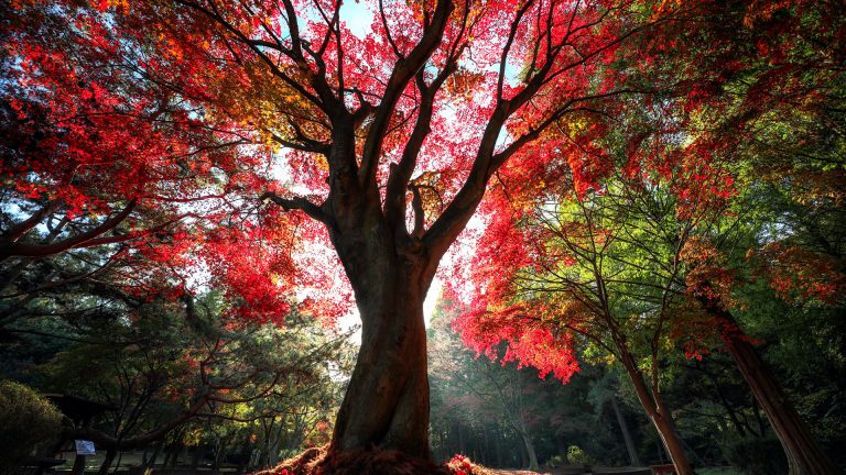 Fall Theme for Windows 10