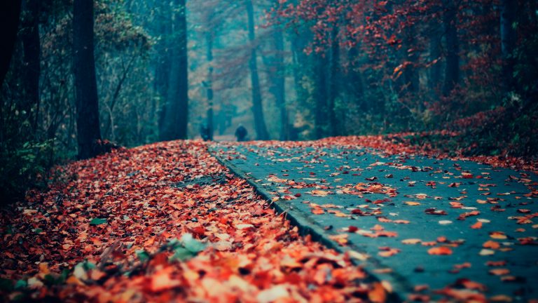 Fall Theme for Windows 10