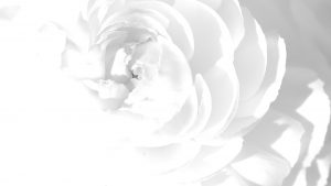 White Desktop Theme for Windows 10 / 11