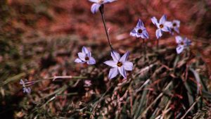 Spring Desktop Theme for Windows 10 / 11