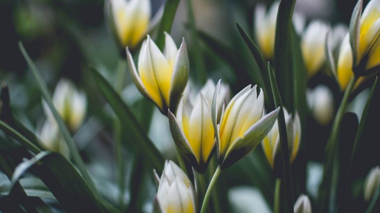 Spring Desktop Theme for Windows 10 / 11