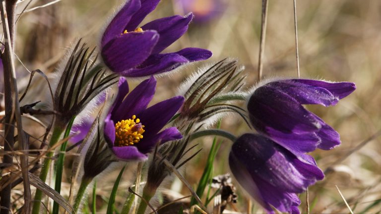 Spring Desktop Theme for Windows 10 / 11