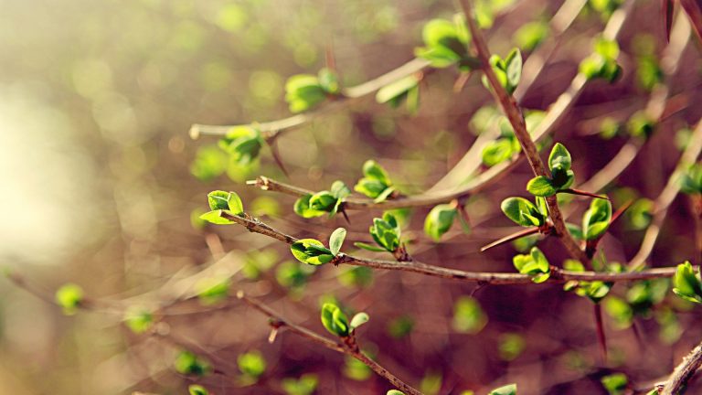 Spring Desktop Theme for Windows 10 / 11