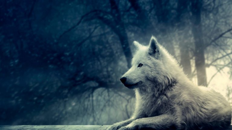 Wolf Theme for Windows 10