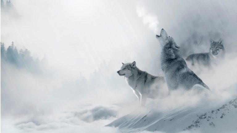 Wolf Theme for Windows 10