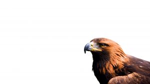 Eagle 4K Theme for Windows 10