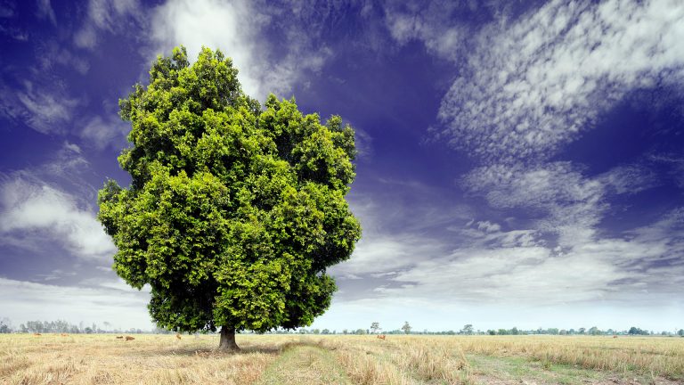 Tree Desktop Theme for Windows 10