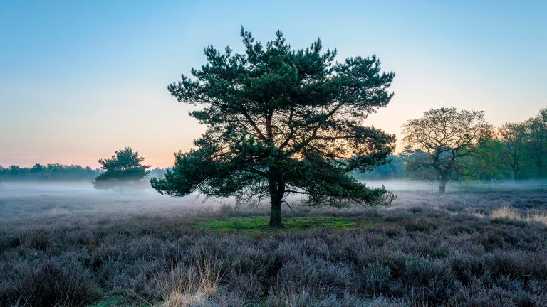 Tree Desktop Theme for Windows 10