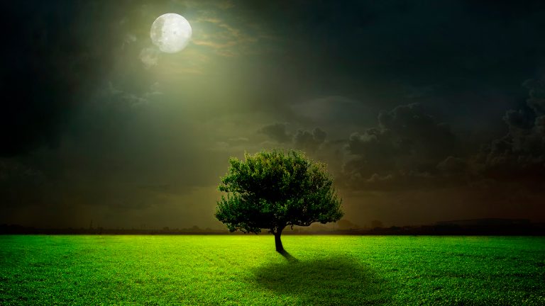 Tree Desktop Theme for Windows 10