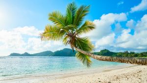 Tropical Beach Theme for Windows 10