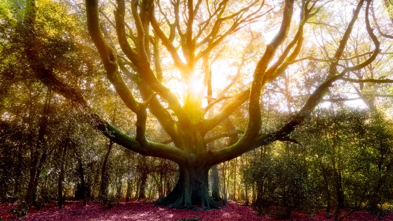 Tree Desktop Theme for Windows 10