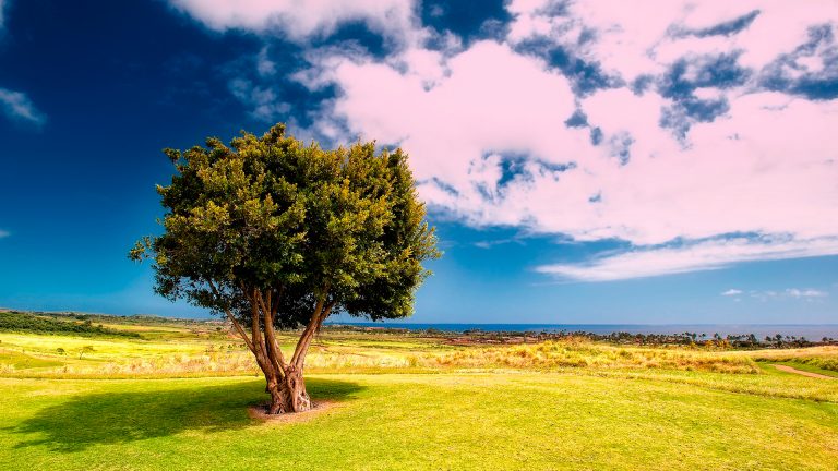 Tree Desktop Theme for Windows 10