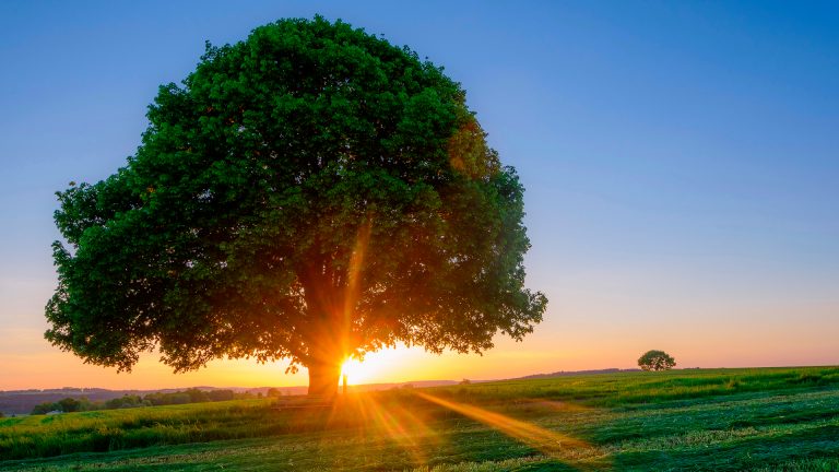 Tree Desktop Theme for Windows 10