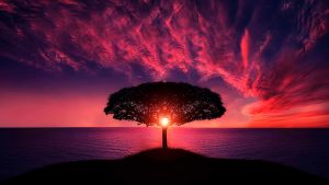 Tree Desktop Theme for Windows 10