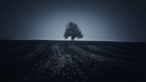 Tree Desktop Theme for Windows 10
