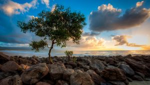 Tree Desktop Theme for Windows 10