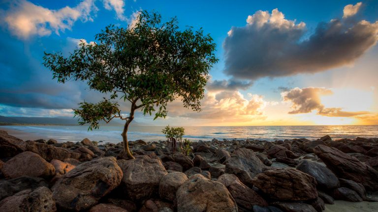 Tree Desktop Theme for Windows 10