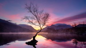 Tree Desktop Theme for Windows 10