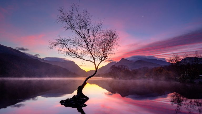 Tree Desktop Theme for Windows 10