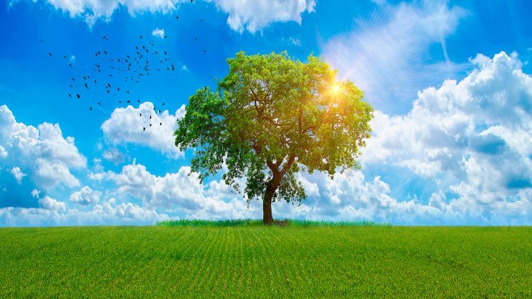 Tree Desktop Theme for Windows 10