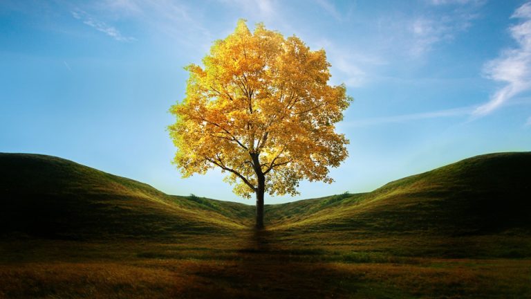 Tree Desktop Theme for Windows 10